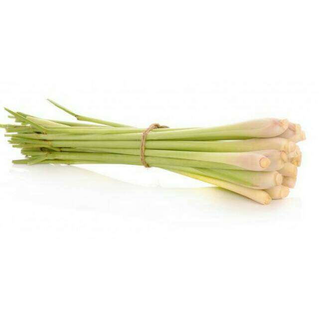 BIBIT TANAMAN POHON SEREH SAYUR / POHON SERAI SAYUR | Lazada Indonesia