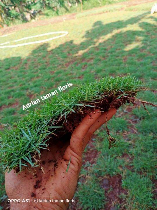 rumput jepang atau rumput Peking paket 3 meter pul | Lazada Indonesia