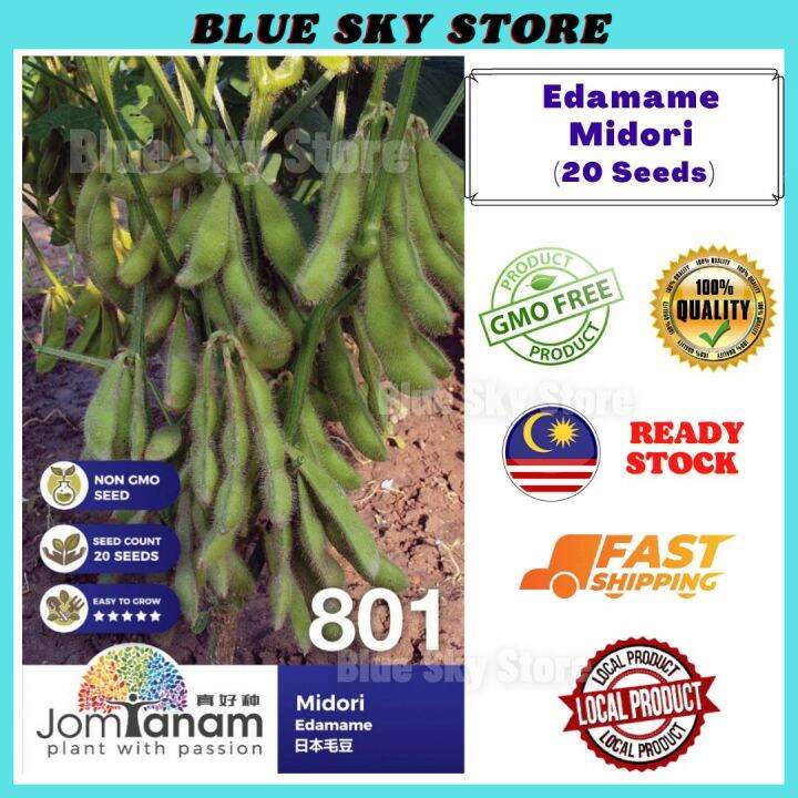 🔥 Edamame Midori (20 Seeds) Benih Kacang Edamame Jepun Kacang Bulu ...