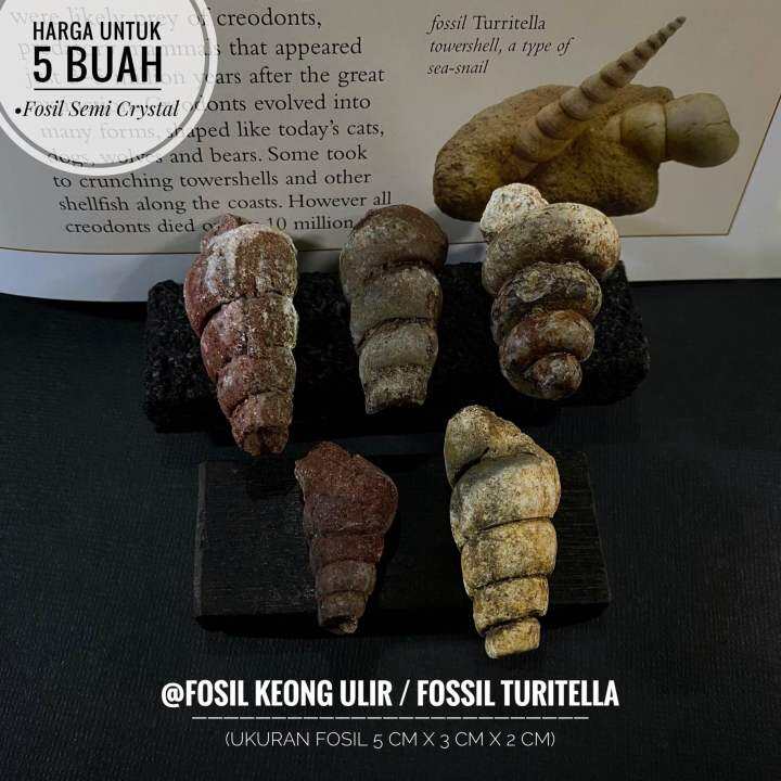 Fosil Keong Ulir Merah B33 atau Fosil Kerang Purba Natural atau Fossil ...