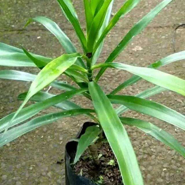 Tanaman daun Suji (Pleomele angustifolia) bahan pewarna makanan alami ...