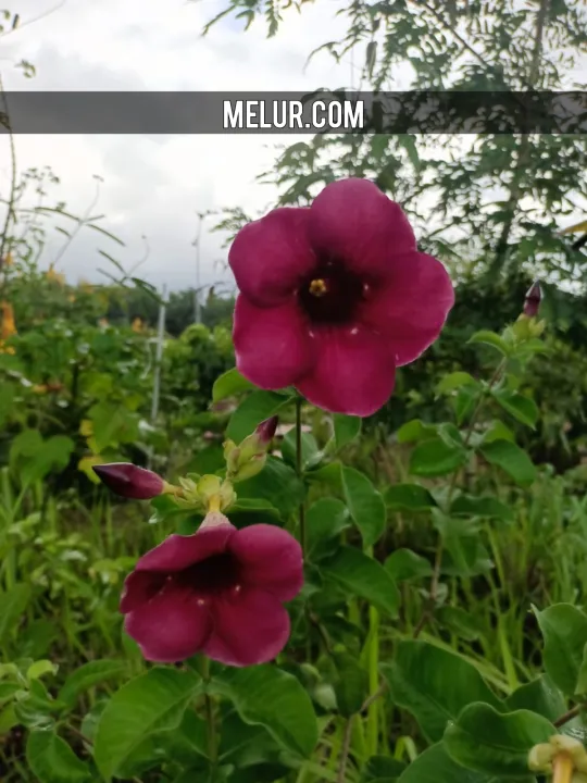 MDC- [ Bunga ] ANAK POKOK Bunga Alamanda Merah / Red Allamanda plant ...