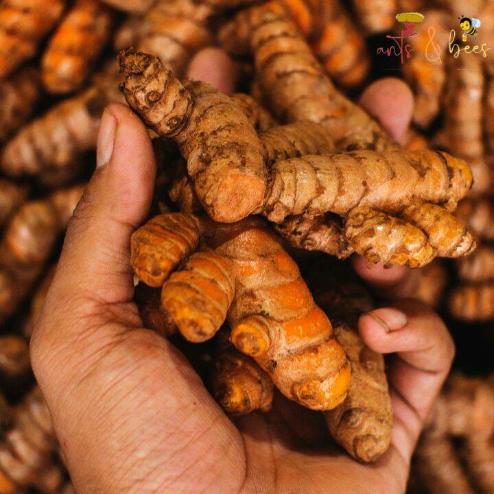 Turmeric Luyang Dilaw Binhi Bulb Pantanim 1 pc. | Lazada PH