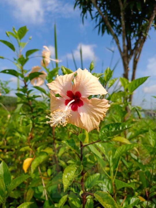 MDC- Pokok Bunga Raya Oren(Orange hibiscus) Anak Pokok Tanaman Benih ...