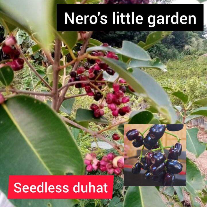 Nero's NLG0000023 seedless duhat grafted | Lazada PH