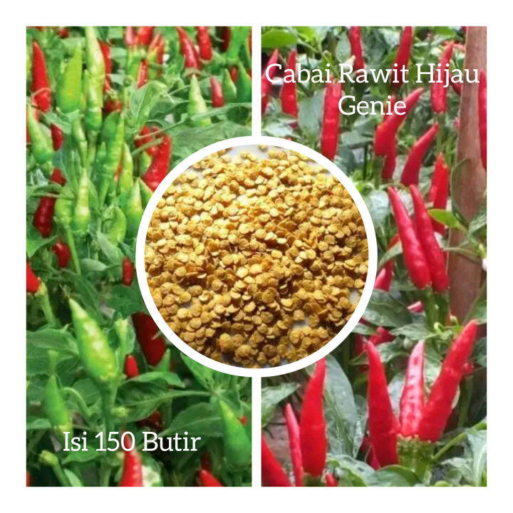 Benih Unggul Cabe Cabai Rawit Hijau Genie Isi 150 Butir Benih Kemasan ...