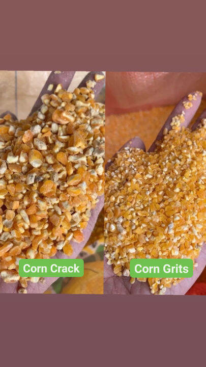 Corn Crack / Corn Grits for chicken (1KILO) | Lazada PH