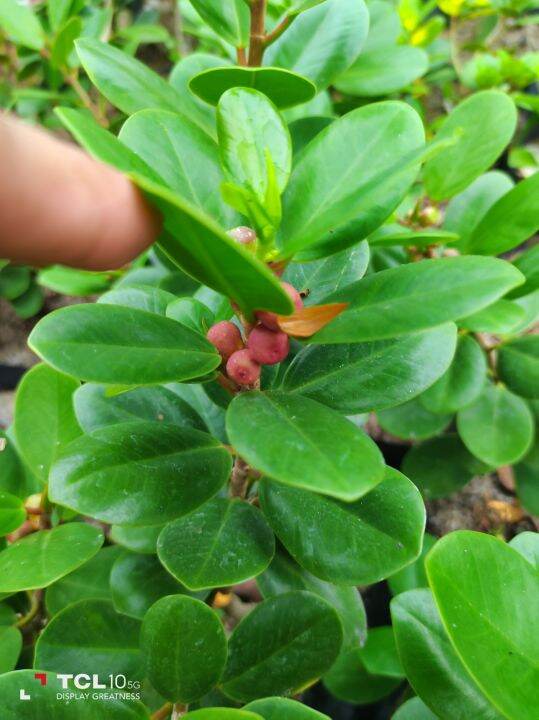 Ficus nana money tree lucky plants ☘️ live and rooted | Lazada PH