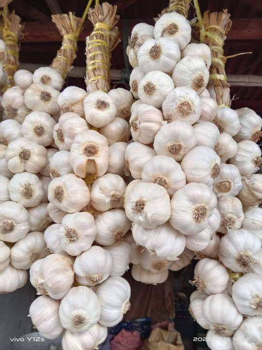1/2 kilo braided ilocos native bawang (garlic) product of pasuquin ...