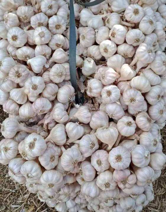 Ilocos Native Garlic 1kilo | Lazada PH