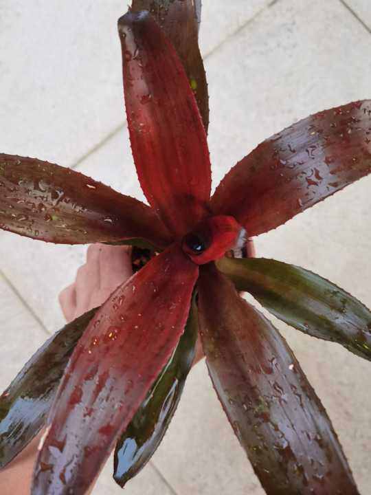 bromeliad neoregelia Maria | Lazada