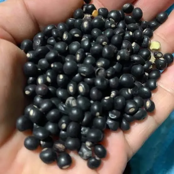 Kadyos DRIED (¼,½&1kg) | Lazada PH