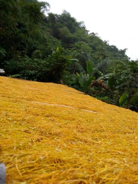 daun talas beneng kering terbaik 50 gr | Lazada Indonesia