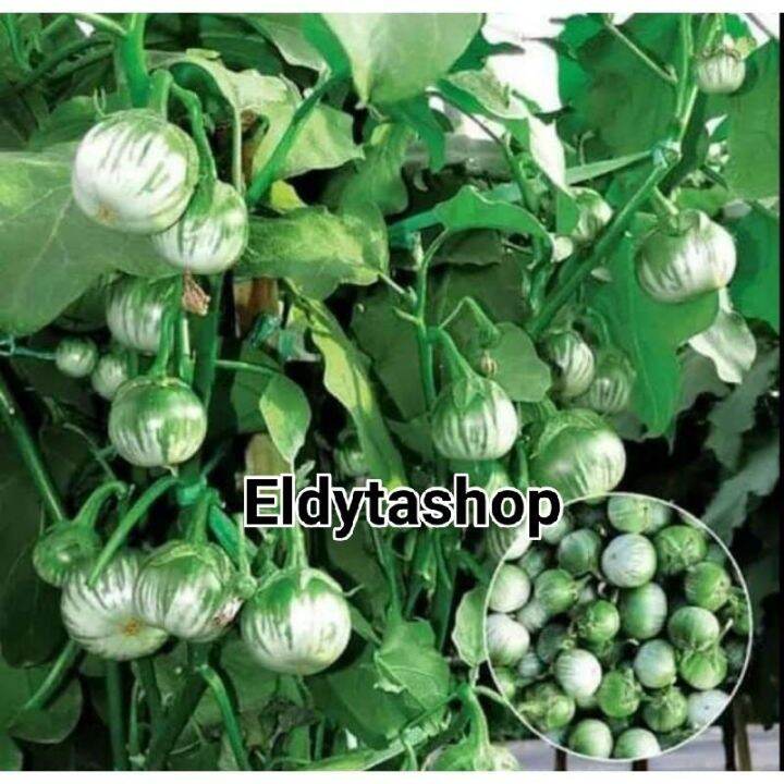 Buah terong muda segar untuk lalapan 1kg | Lazada Indonesia