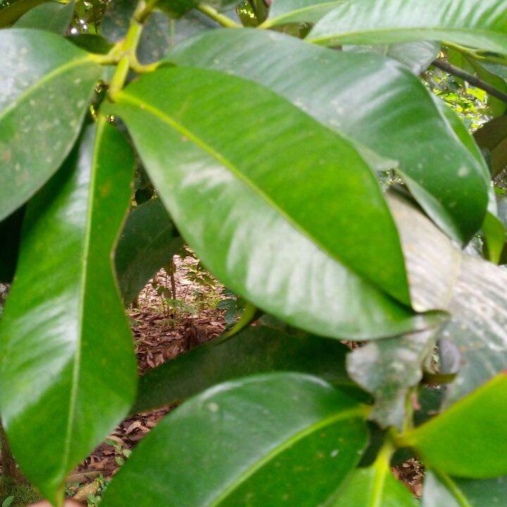daun manggis 250grm | Lazada Indonesia
