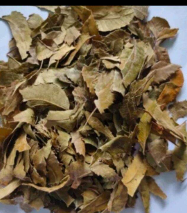 Daun nimba atau daun Mindi kering 250 gram | Lazada Indonesia