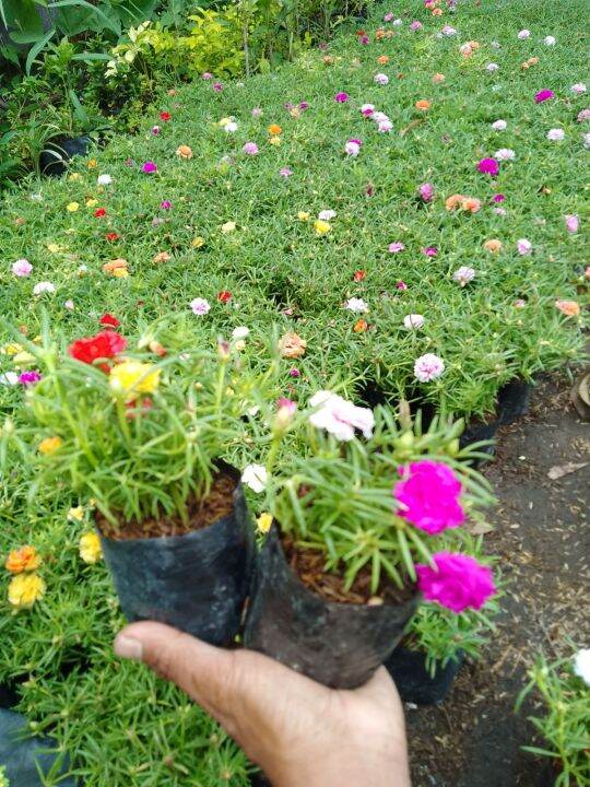 ‼️ROOTED 💯VIETNAM ROSE 🌹 Assorted colors💚 ALEMBONG/ alas diyes Live ...