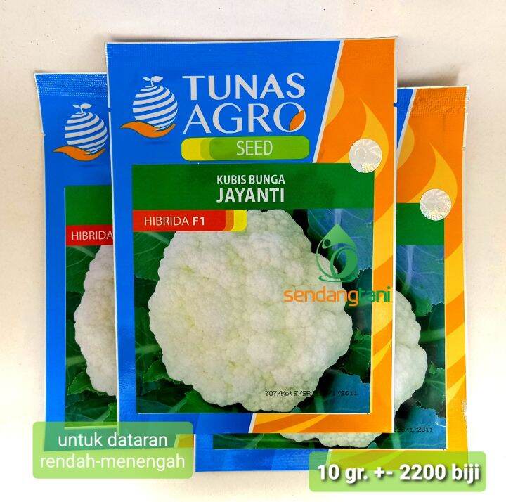 JAYANTI F1 10 gr Benih Bibit Kol Bunga Cauliflower Hibrida Dataran ...