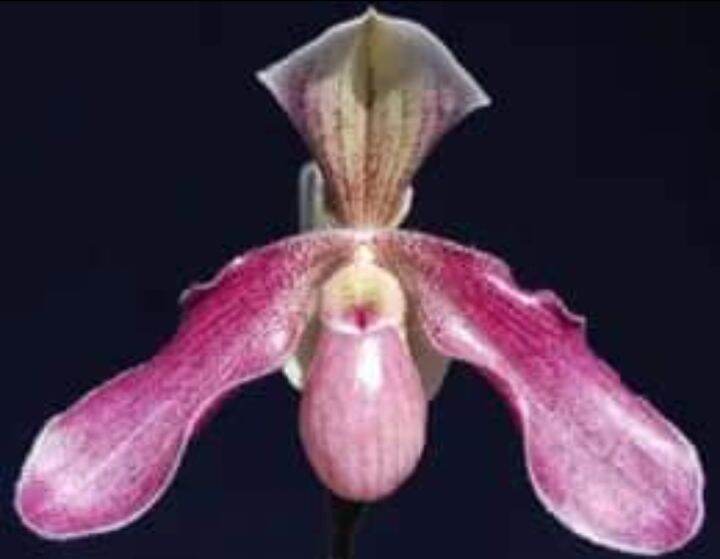 Paph.niveum x Paph.lowii | Lazada.co.th