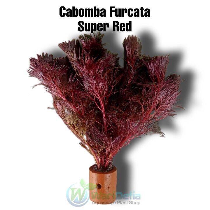 Cabomba Furcata Super Red Tanaman Aquascape Media Pot | Lazada Indonesia