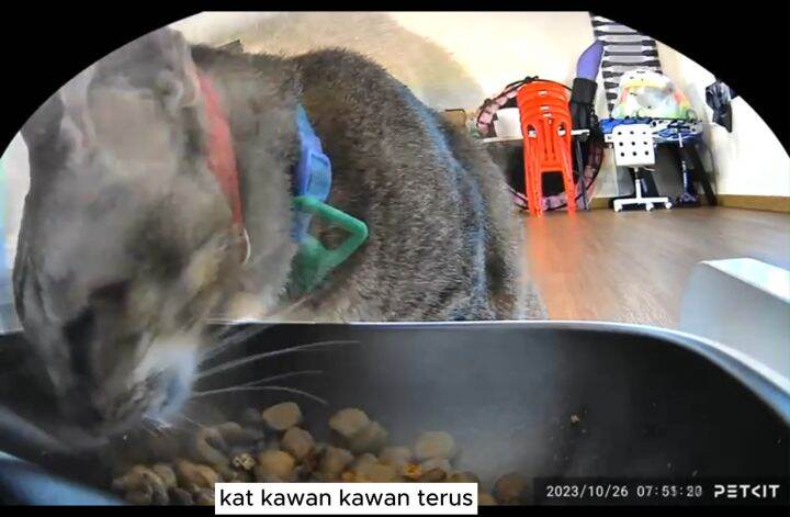 ePetz PETKIT Yumshare Dual-hopper Solo with Camera Auto Smart Pet ...