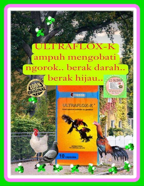 10 butir ULTRAFLOX-K OBAT AYAM NGOROK SNOT BURUNG MERPATI LEMAS SETELAH ...