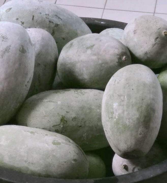 25 BUTIR BIJI/BENIH BUAH KUNDUR/BLIGO | Lazada Indonesia