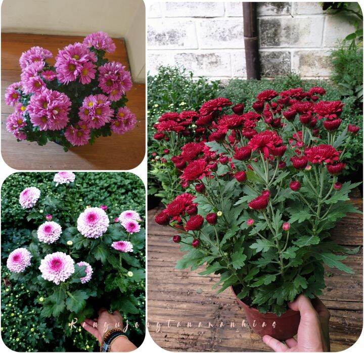 PAKET 3 WARNA BUNGA KRISAN ASTER HIDUP | Lazada Indonesia