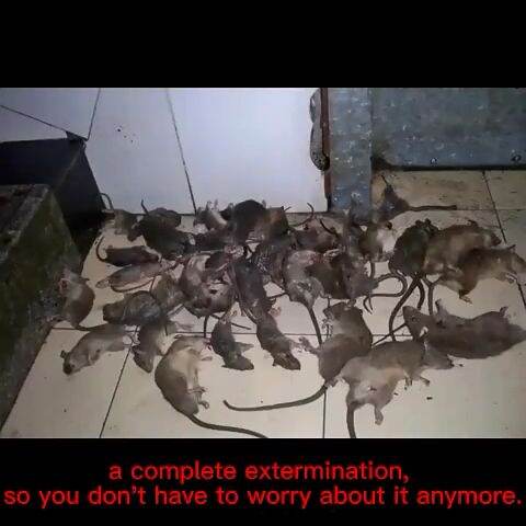 【The rats all died 】Rat Killer Poison Zinc Phosphide Rat Poison ...