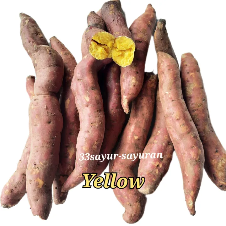 Ubi keledek manis sweet potato 3 color can choose | Lazada