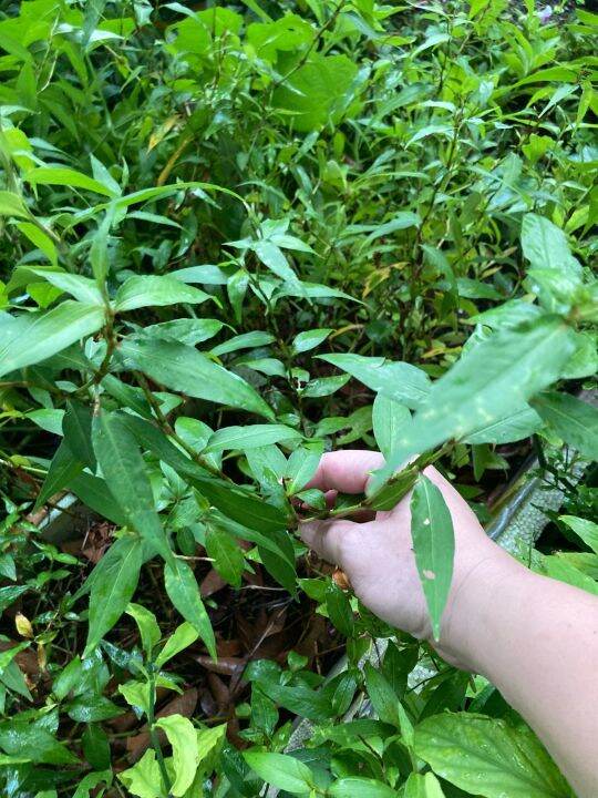 Daun Kesum / Daun Laksa / Vietnamese Coriander 叻沙叶 Herb Edible Live ...