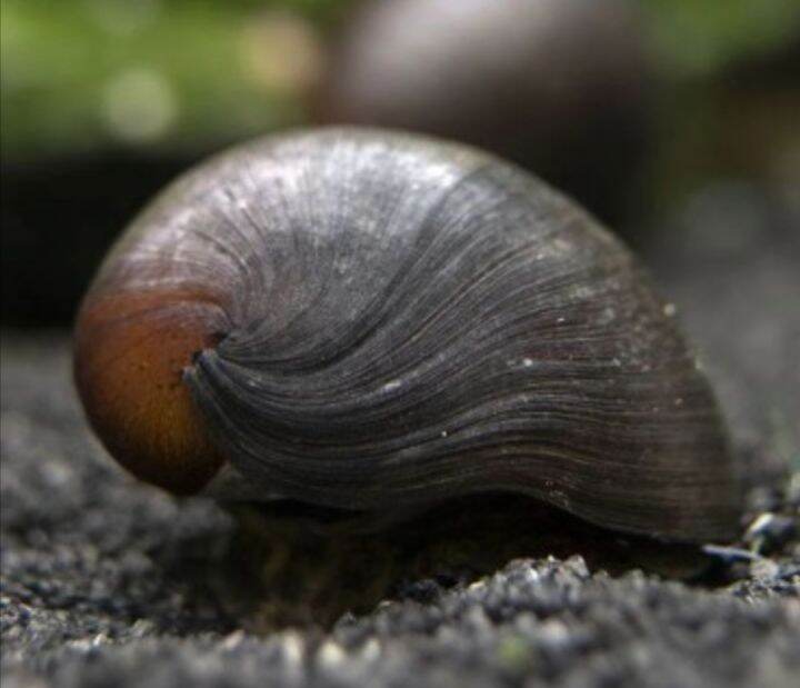 1 & 3 PIECES PACKAGE /MILITARY HELMET SNAIL/AQUASCAPE /AQUARIUM NEED ...