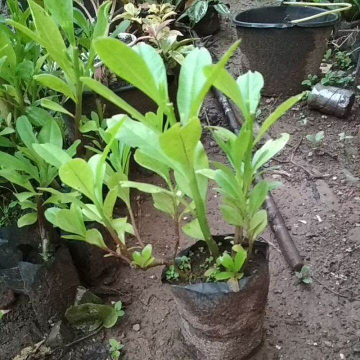 bibit tanaman ginseng Jawa/ tanaman herbal tanaman organik | Lazada ...