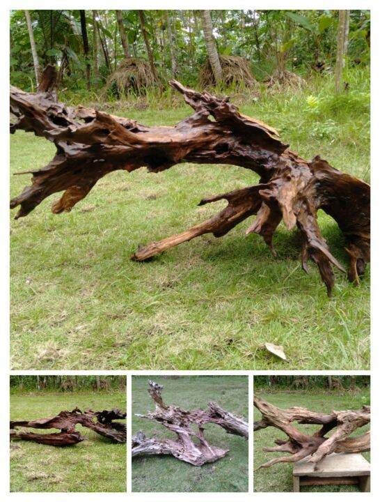 kayu rentek / kayu akuarium / kayu aquascep | Lazada Indonesia