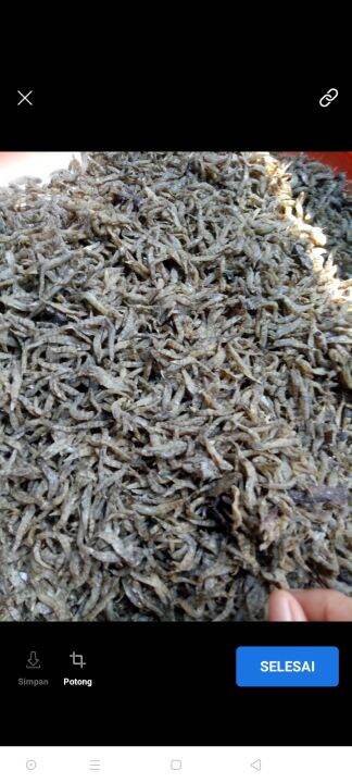 ikan penja khas sulawesi 1 kg | Lazada Indonesia