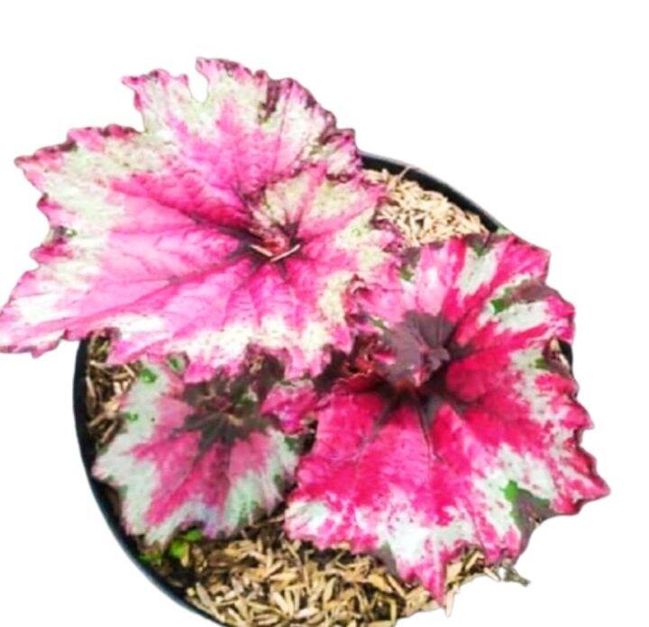 Begonia Tapak Dewa. | Lazada Indonesia