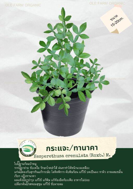 ต้นกระแจะ/ทานาคา Naringi crenulata (Roxb.) Nicolson | Lazada.co.th