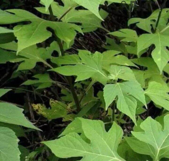 Daun Insulin Obat Diabetes asli 500.grm / Daun Insulin Untuk Diabetes ...