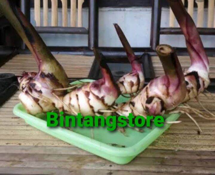Umbi ganyong merah 1 kg fresh | Lazada Indonesia