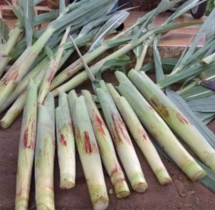 Telur tebu atau turubuk / ikat (10pc) | Lazada Indonesia