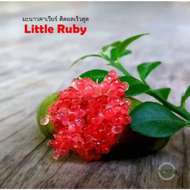 เมล็ดพันธุ์มะนาวคาเวียร์สีแดงLittle Rubyแพ็ค10เมล็ด | Lazada.co.th