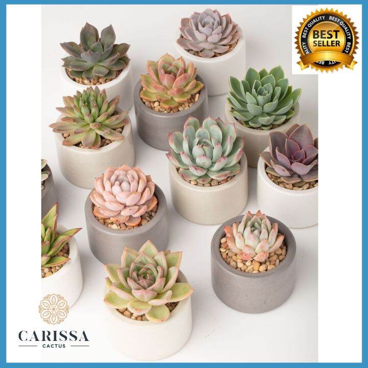 CARISSA CACTUS Bunga Kaktus Hidup HIASAN RUANG TAMU TANAMAN SEKULEN ...