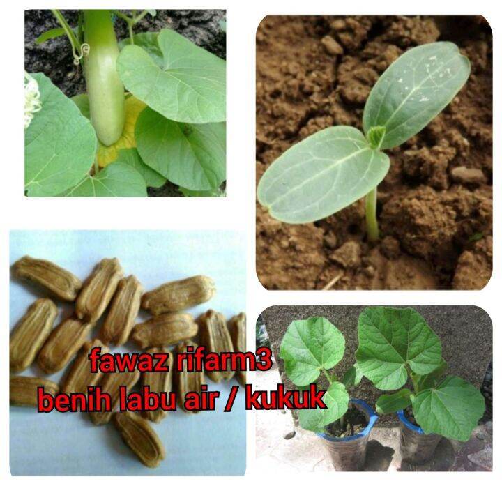 100 biji benih labu air atau kukuk | Lazada Indonesia