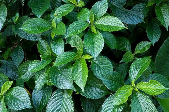 Daun Kejibeling Pecah Beling Keji Beling 500 gram | Lazada Indonesia