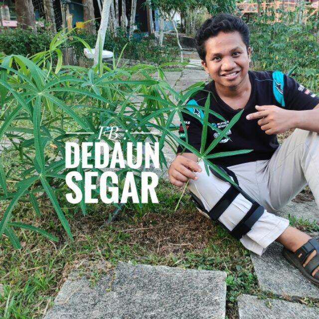 Pokok Ubi Pulut / Ubi Putih ( 5 Keratan Batang Saiz A4 ) | Lazada