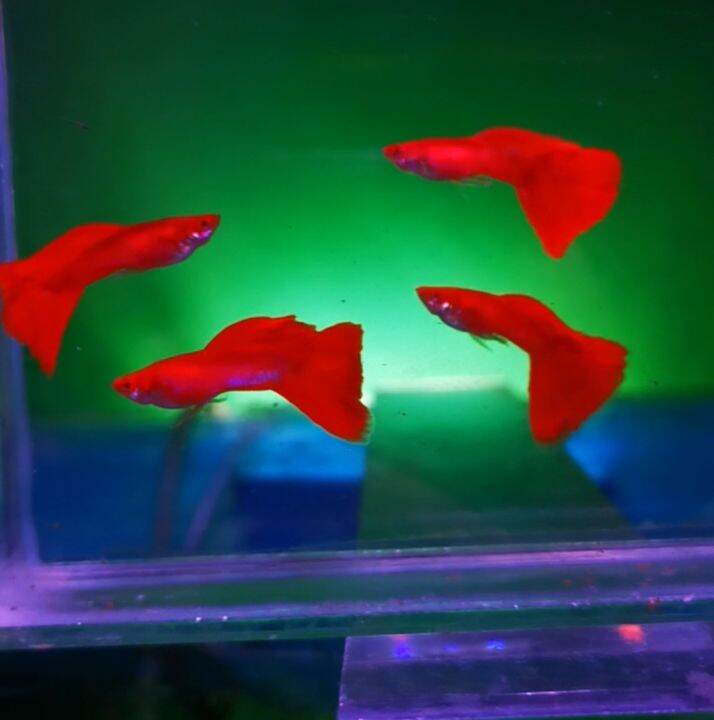 Albino Full Red Guppy (pair) | Lazada