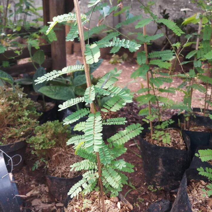 tanaman herbal daun saga - obat batuk alami | Lazada Indonesia