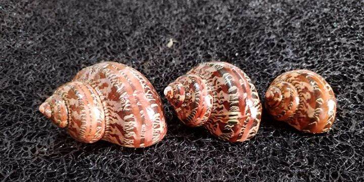 Natural Conch Ancient Cat Eye Conch Three Lakes Roll Shell Tiger Fish ...