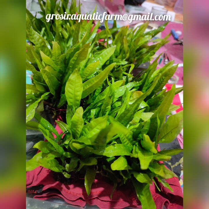kadaka mini/Java fern tanaman aquascape hiasan aquarium | Lazada Indonesia