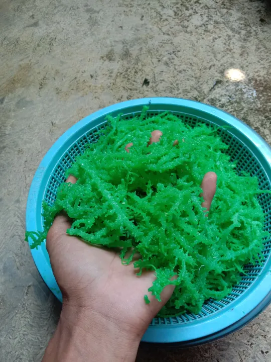 RUMPUT LAUT FRESH~RUMPUT LAUT HIJAU~500 GRAM | Lazada Indonesia